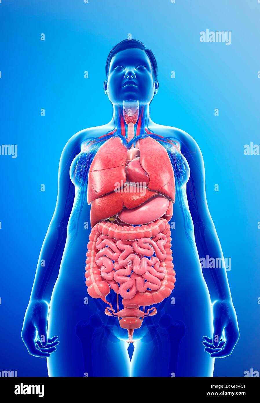 Illustration of female internal anatomy Stock Photo - Alamy