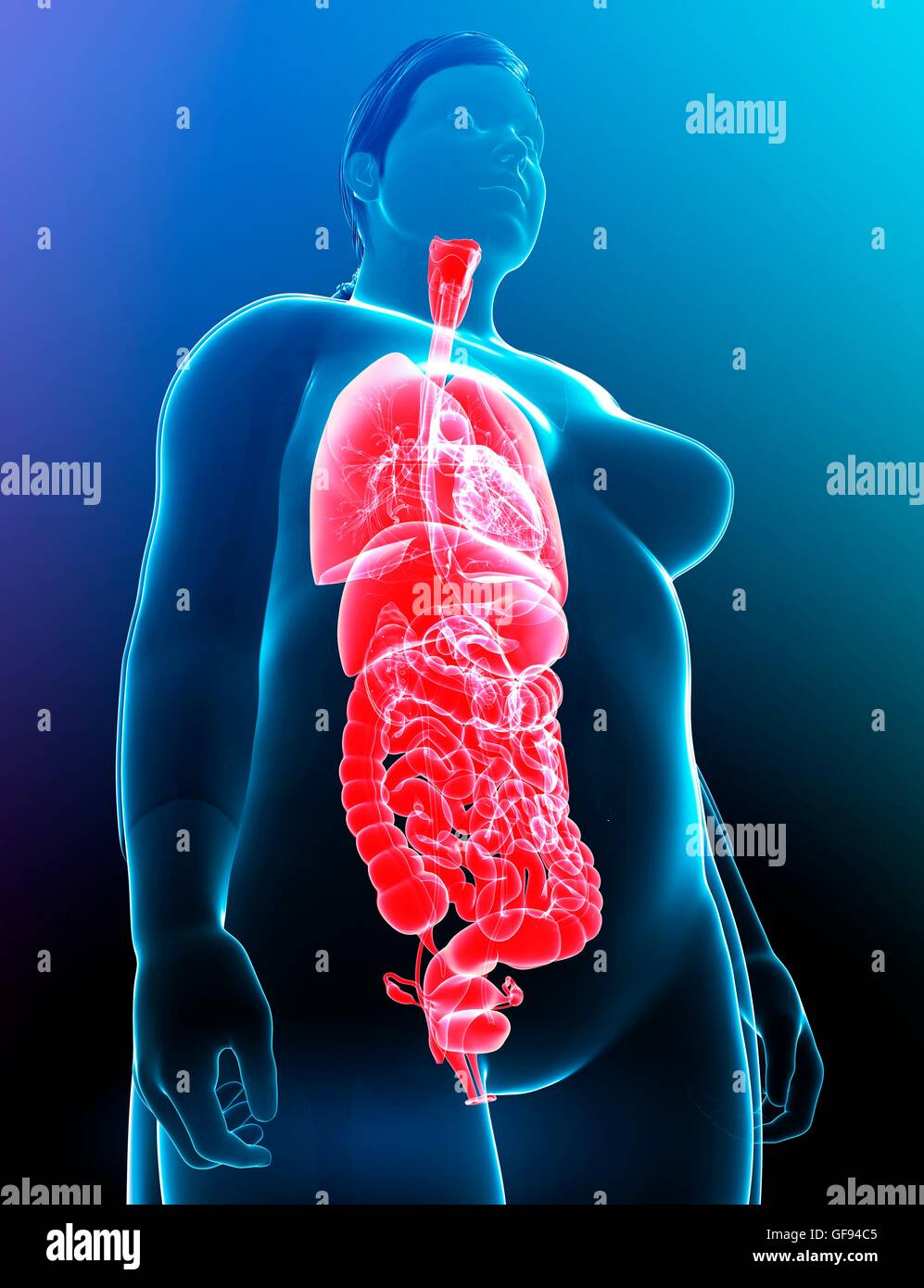 Illustration of female internal anatomy Stock Photo - Alamy