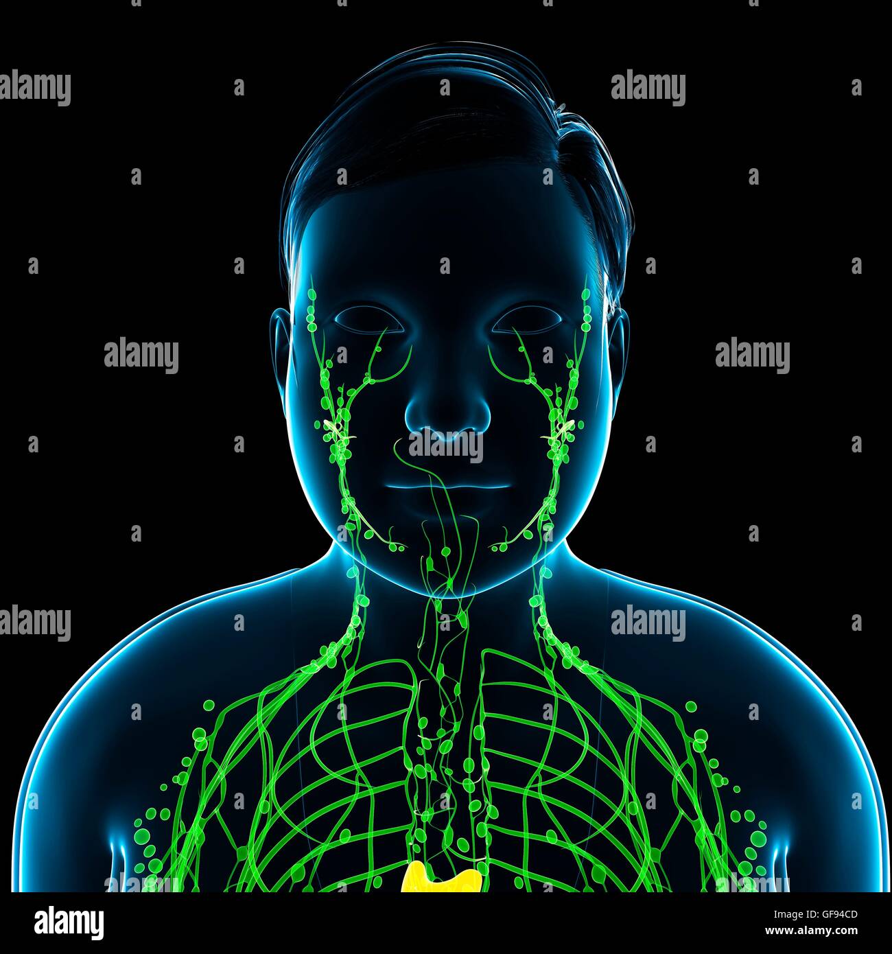 Illustration of human lymphatic system Stock Photo - Alamy