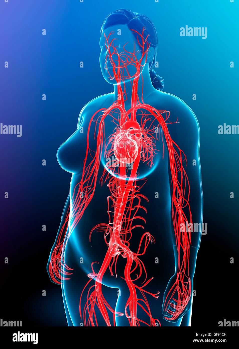 Illustration of female cardiovascular system Stock Photo - Alamy