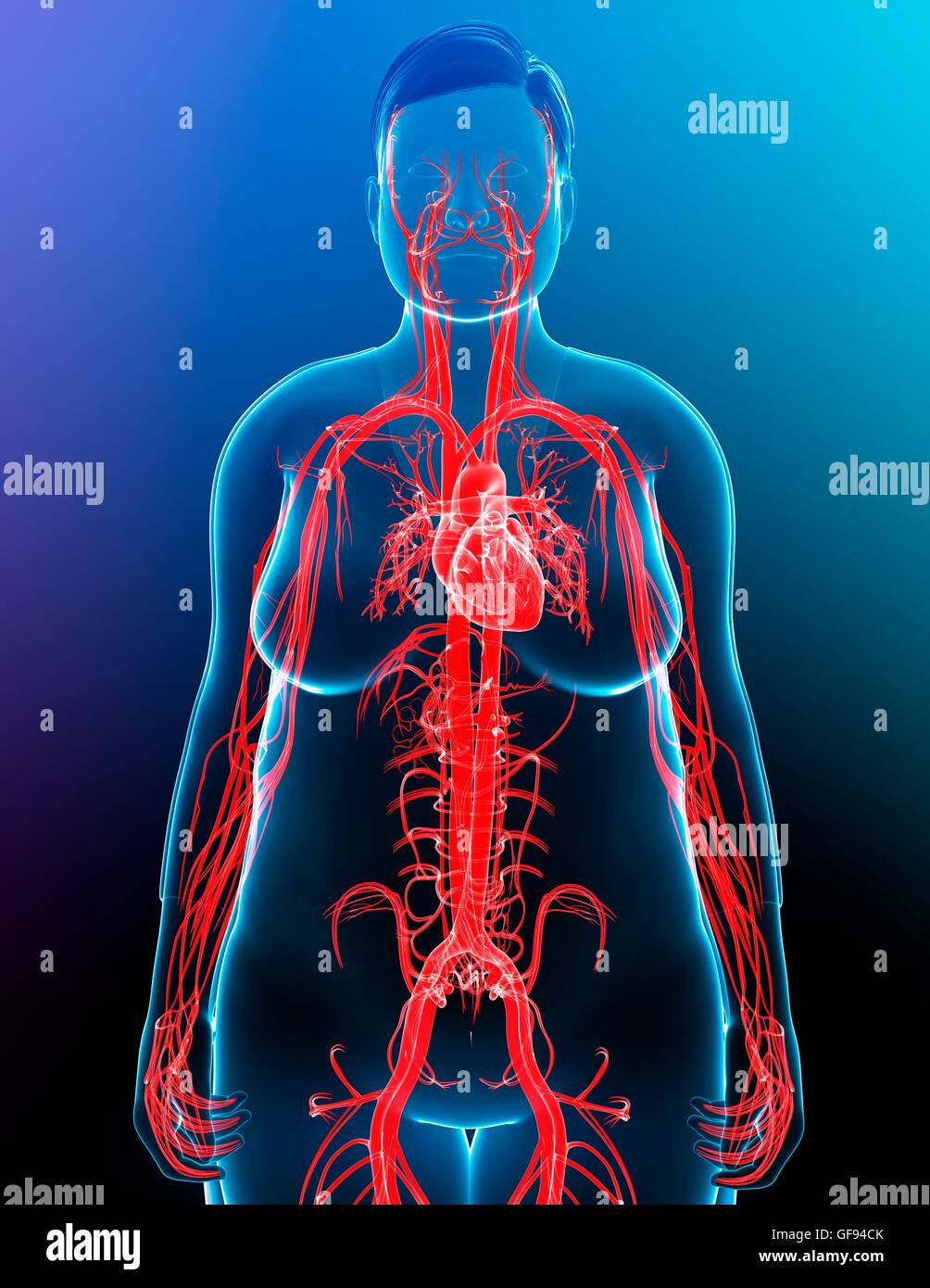 Illustration of female cardiovascular system Stock Photo - Alamy