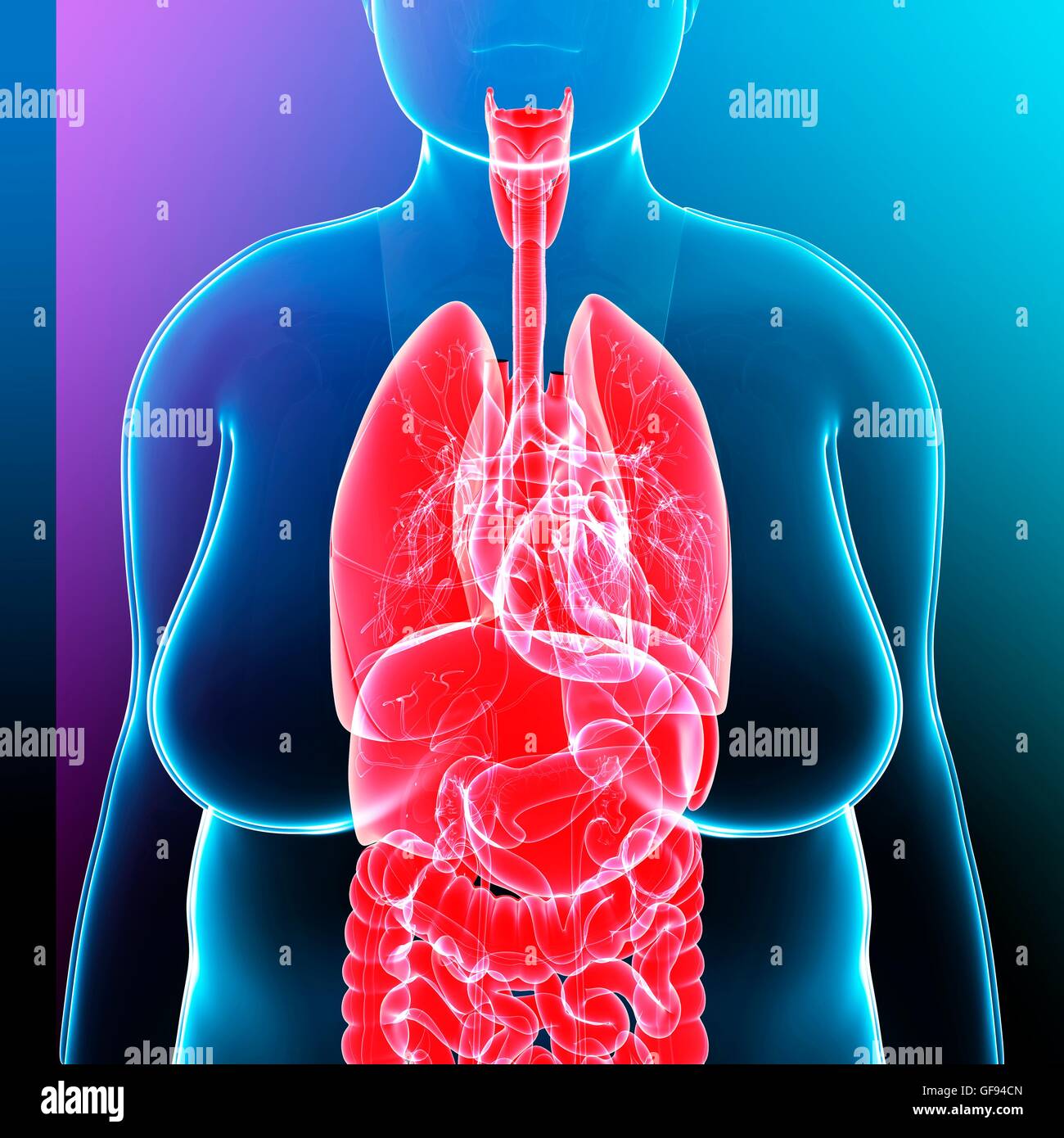 Illustration of female internal anatomy Stock Photo - Alamy