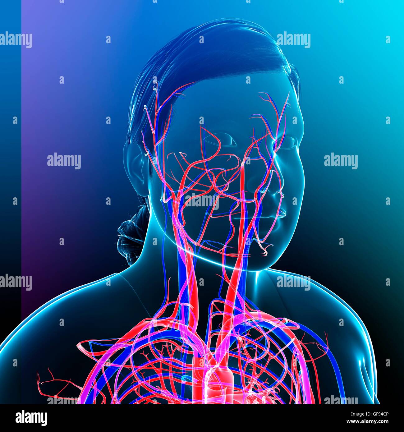 Illustration of female circulatory system Stock Photo - Alamy