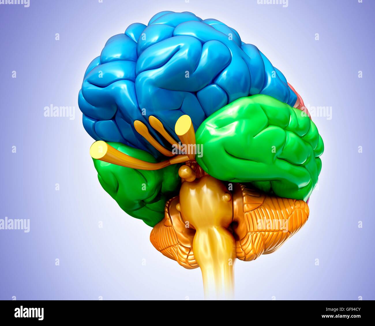 Illustration of human brain anatomy Stock Photo - Alamy