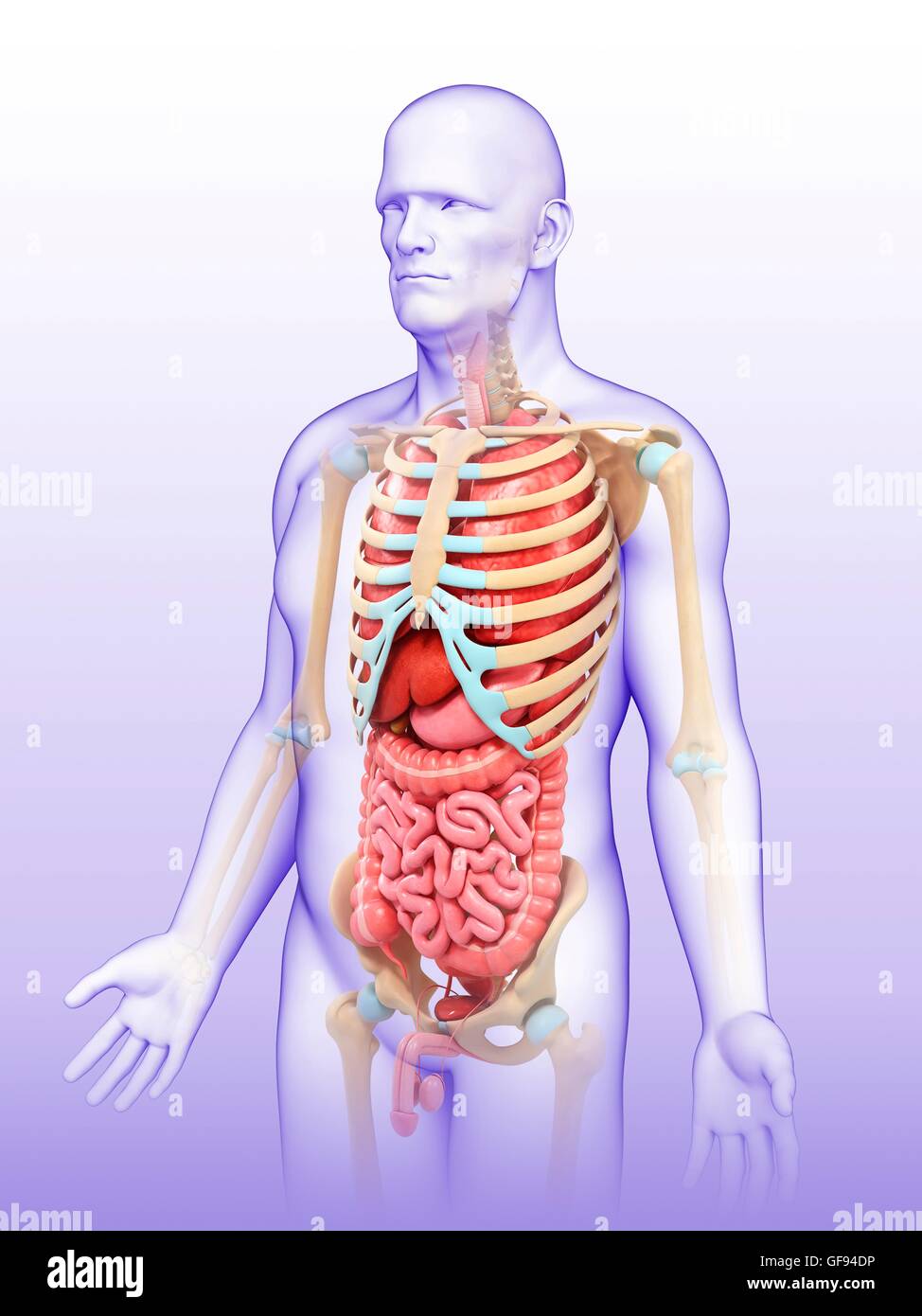 Illustration of male digestive and skeletal system Stock Photo - Alamy
