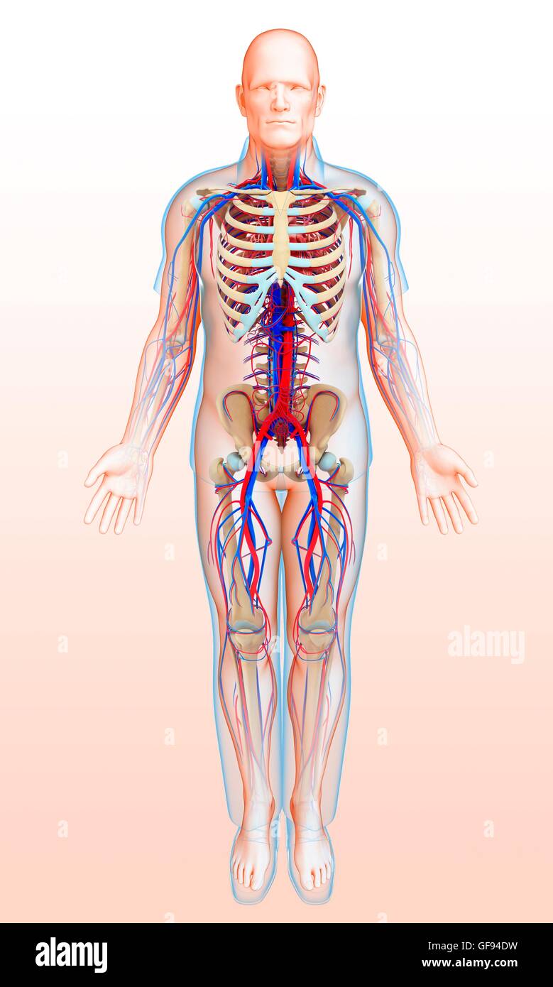 Illustration of male skeletal and circulatory systems Stock Photo - Alamy