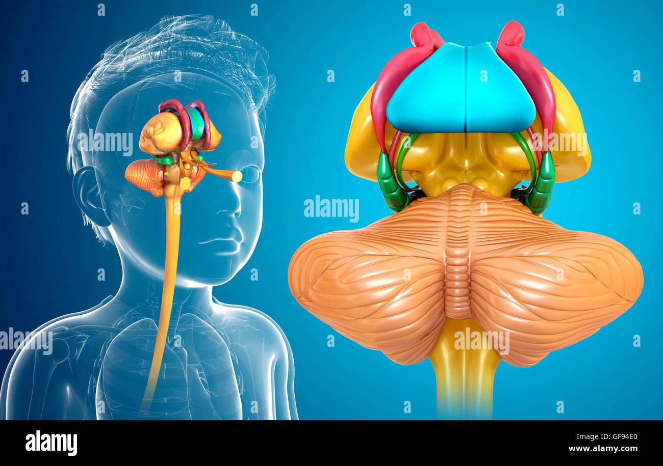 Illustration of child's brain Stock Photo - Alamy