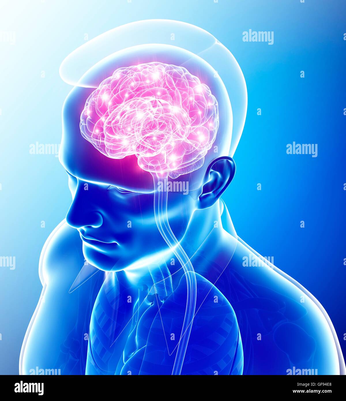 Illustration of human brain activity Stock Photo - Alamy