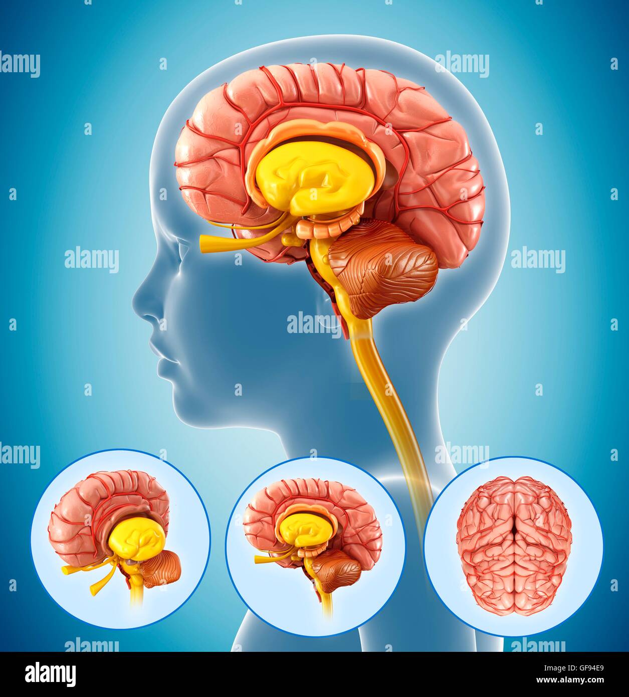 Illustration of child's brain anatomy Stock Photo - Alamy