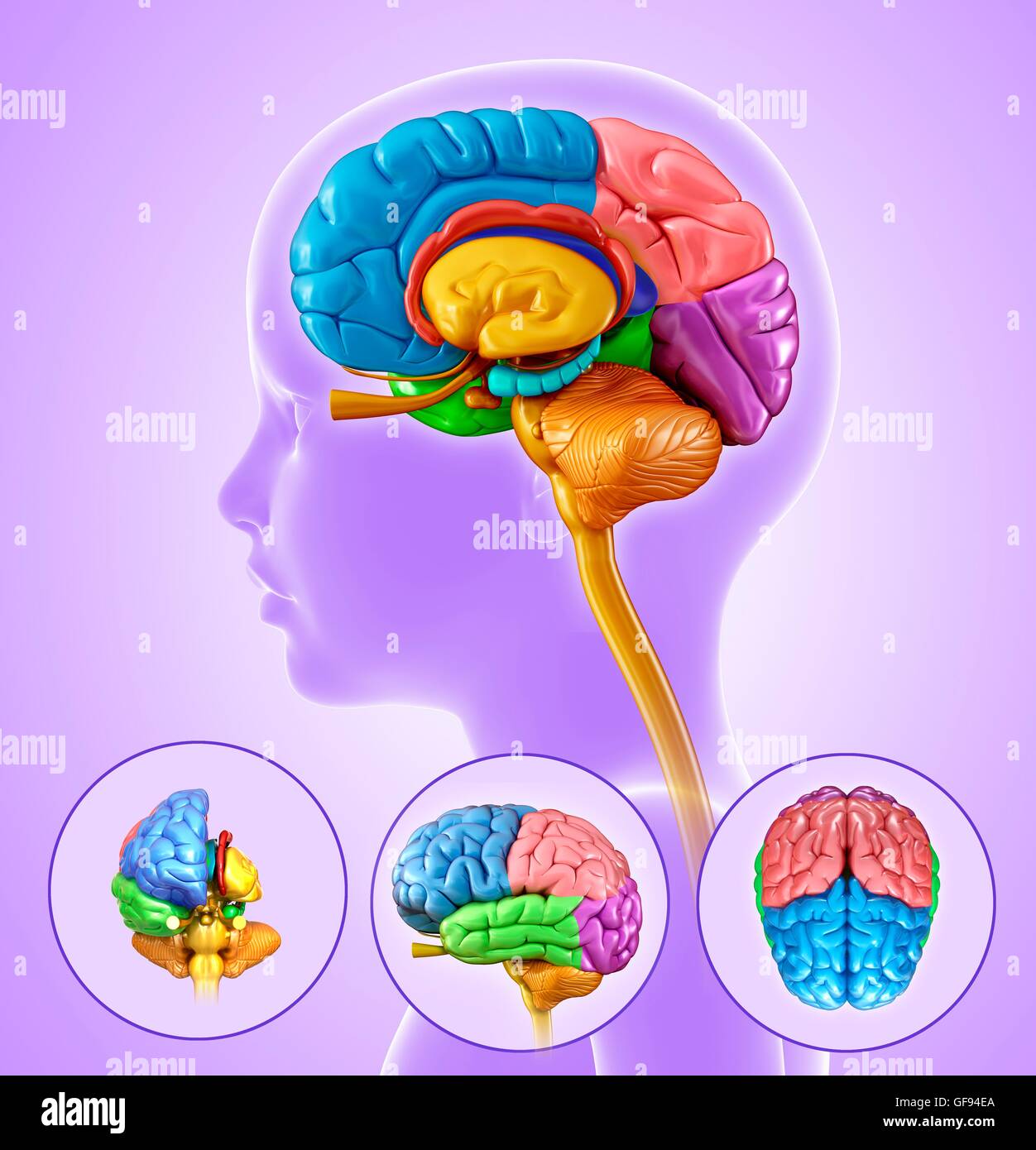 Illustration of child's brain anatomy Stock Photo - Alamy