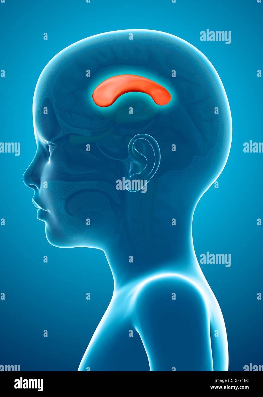 Illustration of child's brain anatomy Stock Photo - Alamy