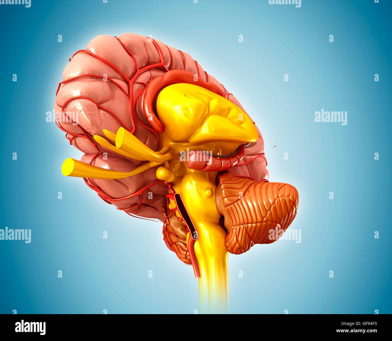 Illustration of human brain anatomy Stock Photo - Alamy