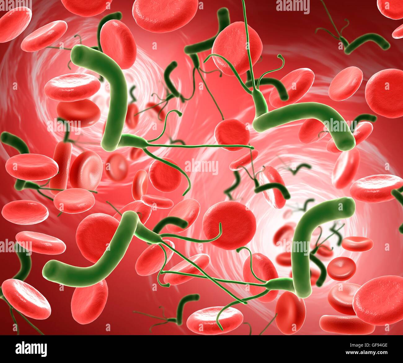 Illustration of Helicobacter pylori bacteria Stock Photo - Alamy