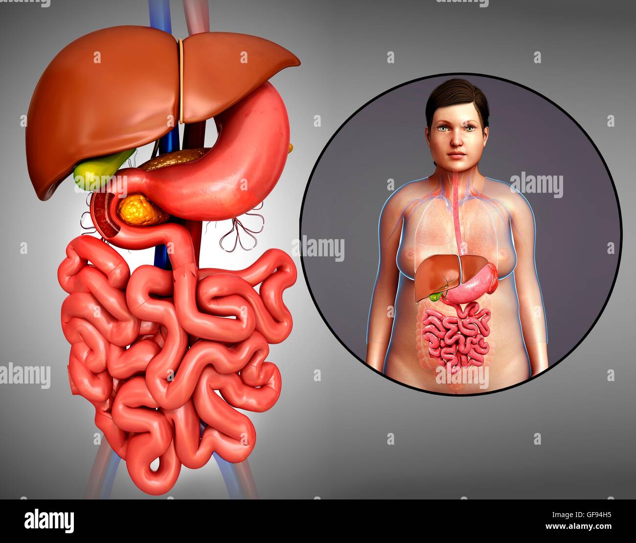 Illustration of female digestive system Stock Photo - Alamy