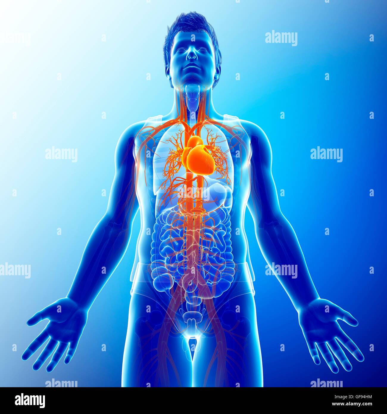 Illustration of male heart Stock Photo - Alamy
