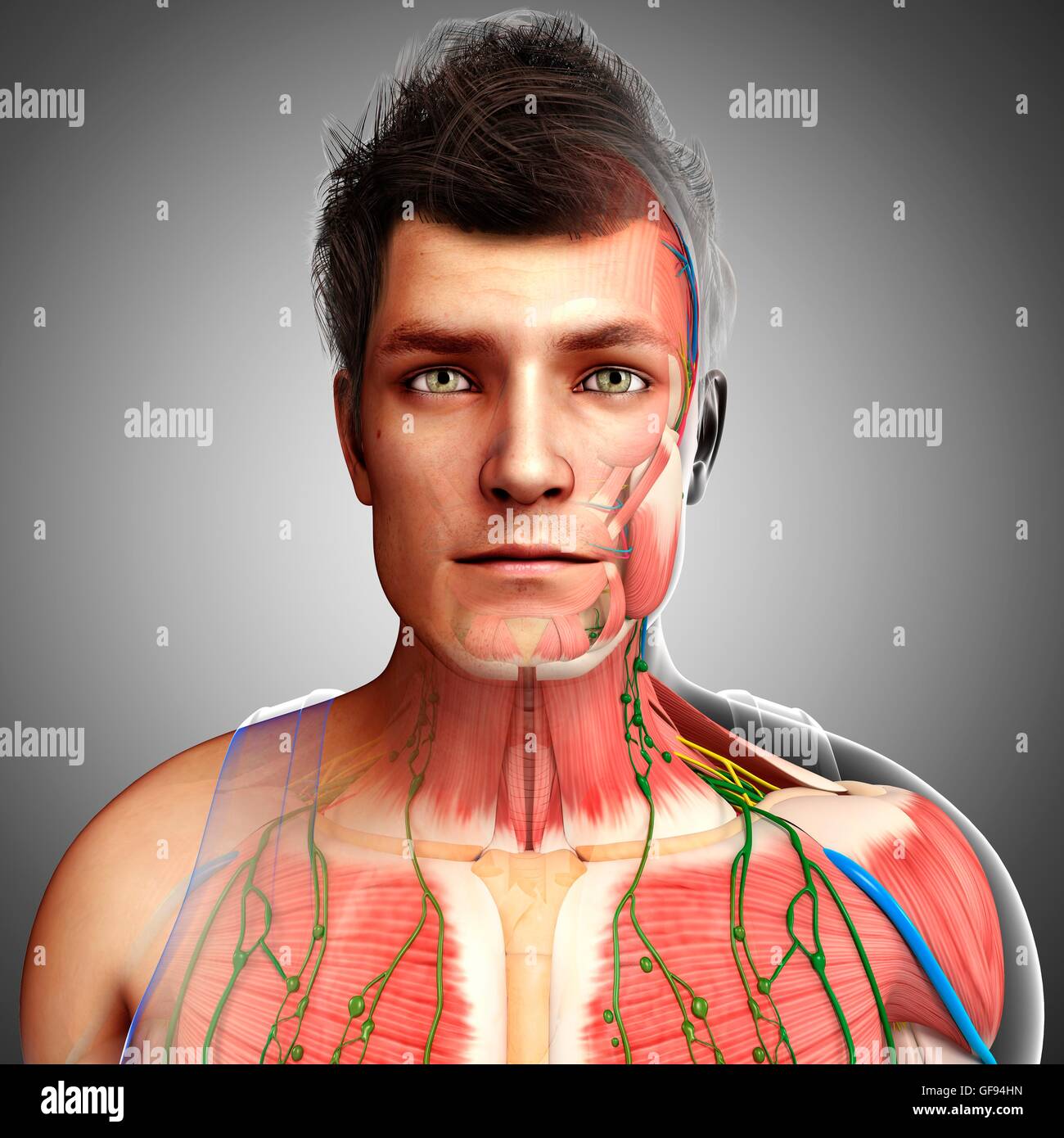 Illustration of male anatomy Stock Photo - Alamy