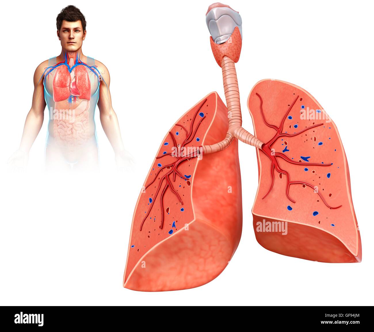 Cross section of the lungs hi-res stock photography and images - Alamy