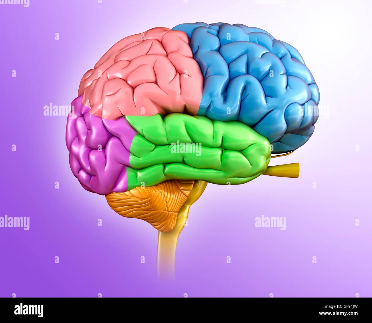 Illustration of human brain anatomy Stock Photo - Alamy