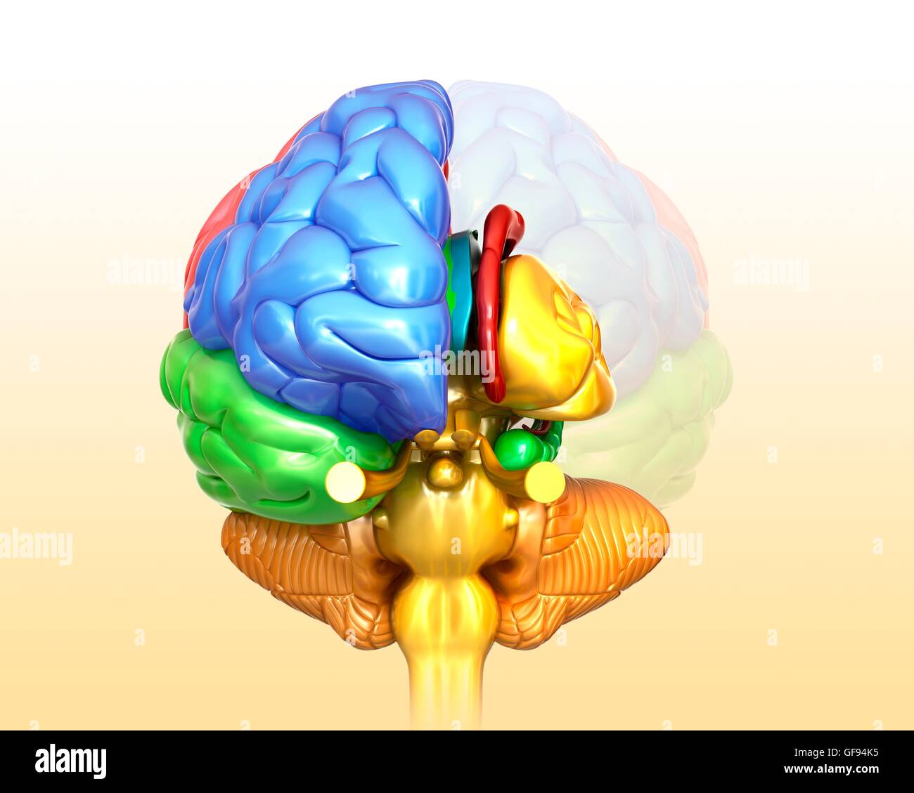 Illustration of human brain anatomy Stock Photo - Alamy