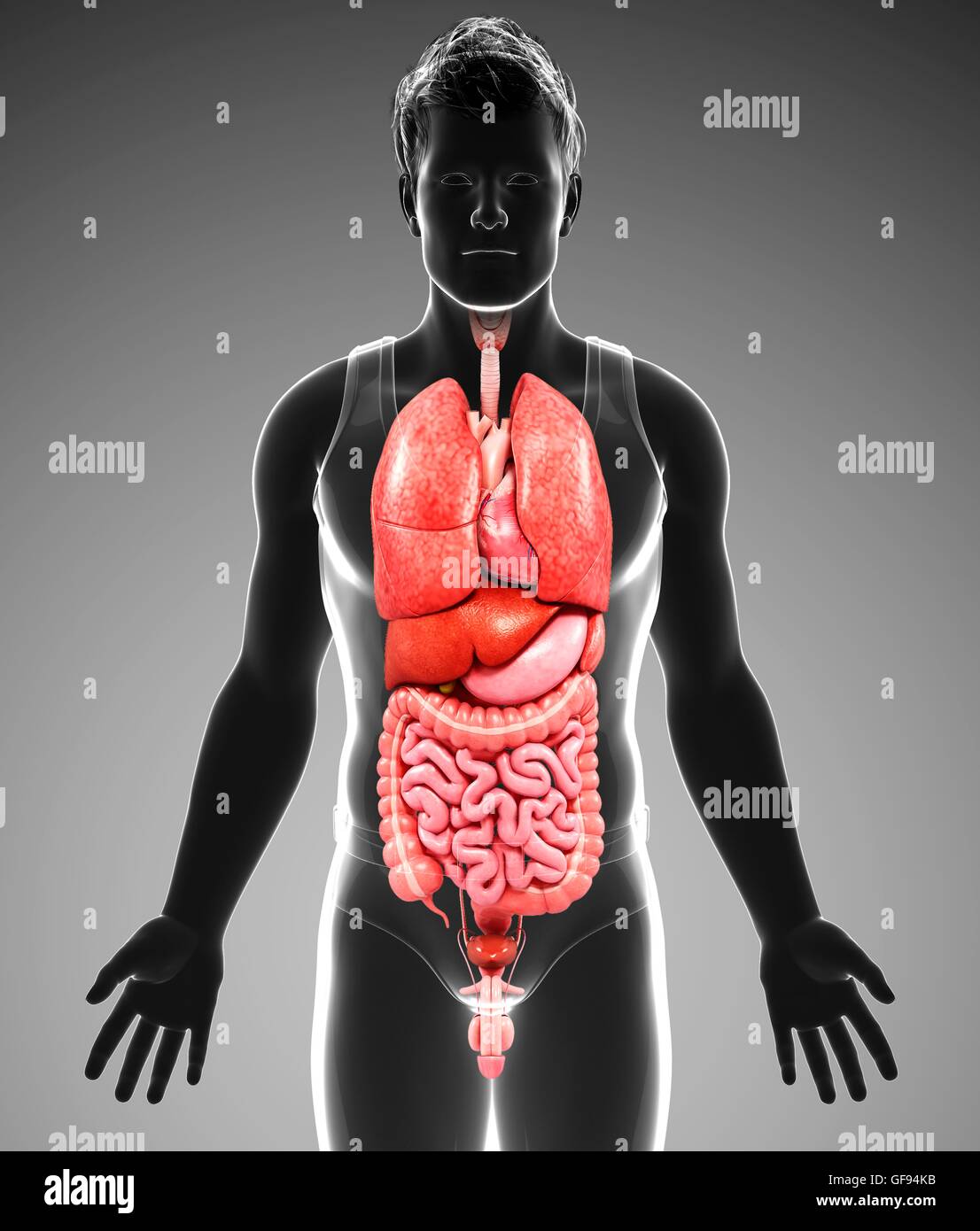 Illustration of male internal anatomy Stock Photo - Alamy