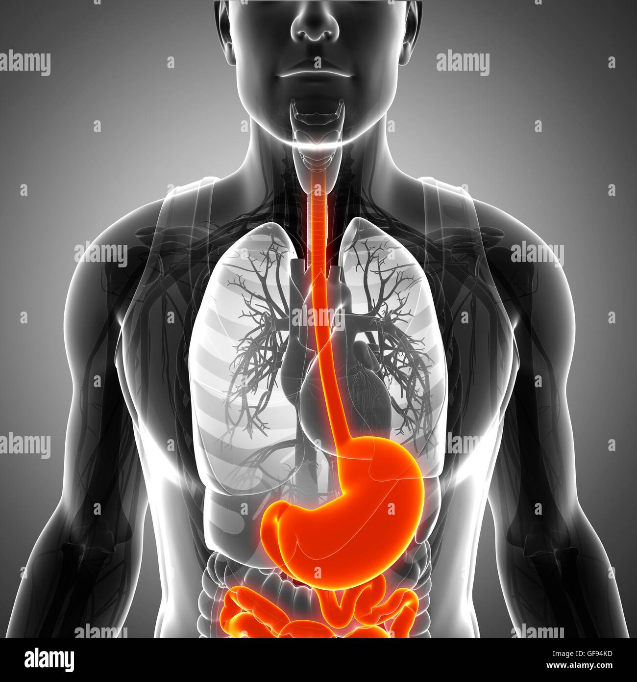 Illustration of male stomach Stock Photo - Alamy