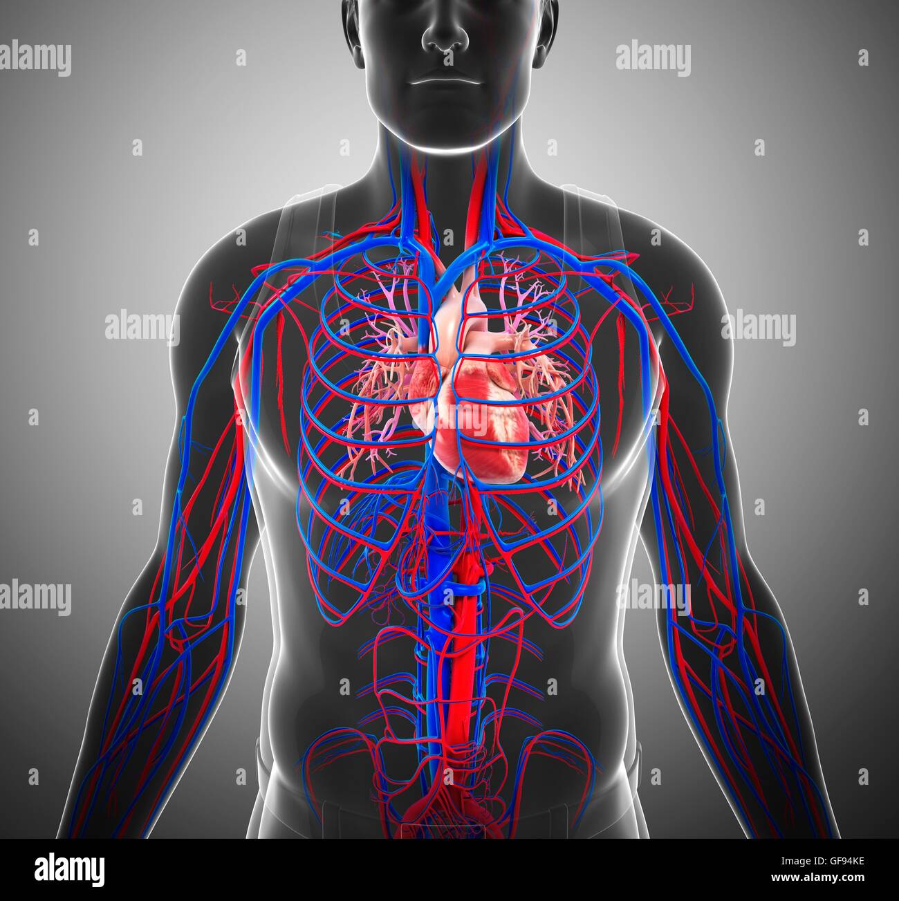 Illustration of male heart Stock Photo - Alamy