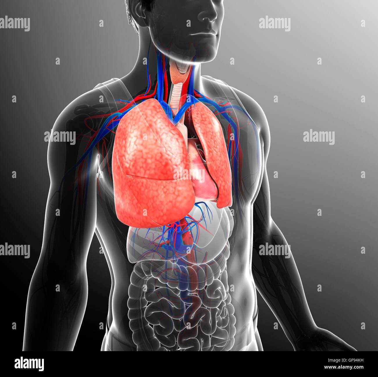 Illustration of male respiratory system Stock Photo - Alamy