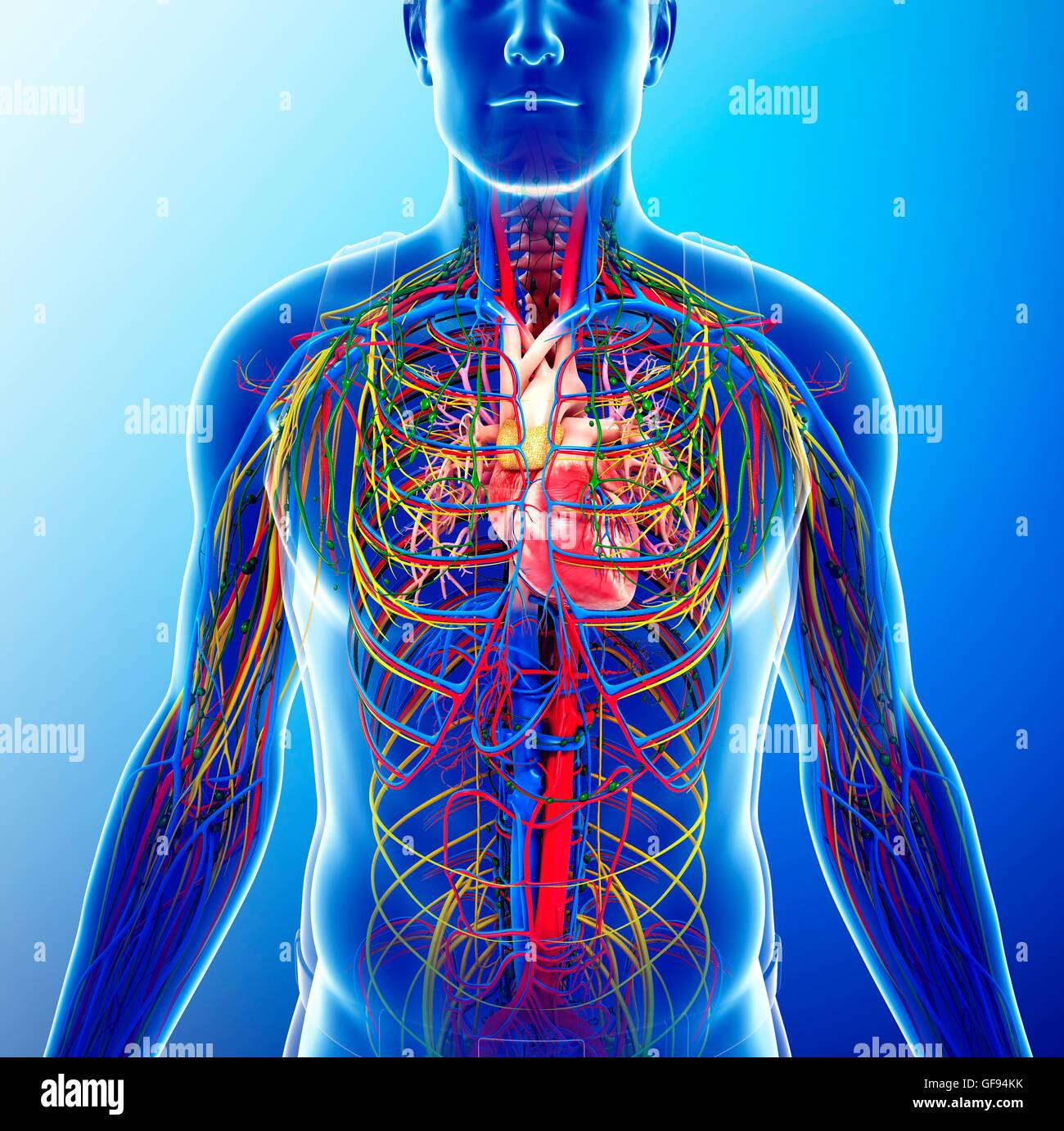Illustration of male heart anatomy Stock Photo - Alamy