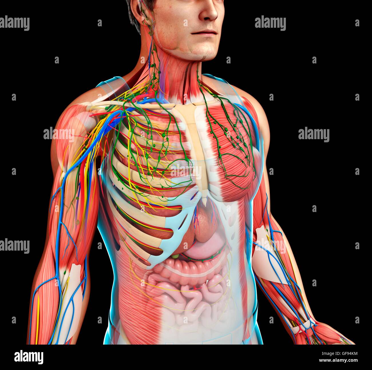 Illustration of male internal anatomy Stock Photo - Alamy