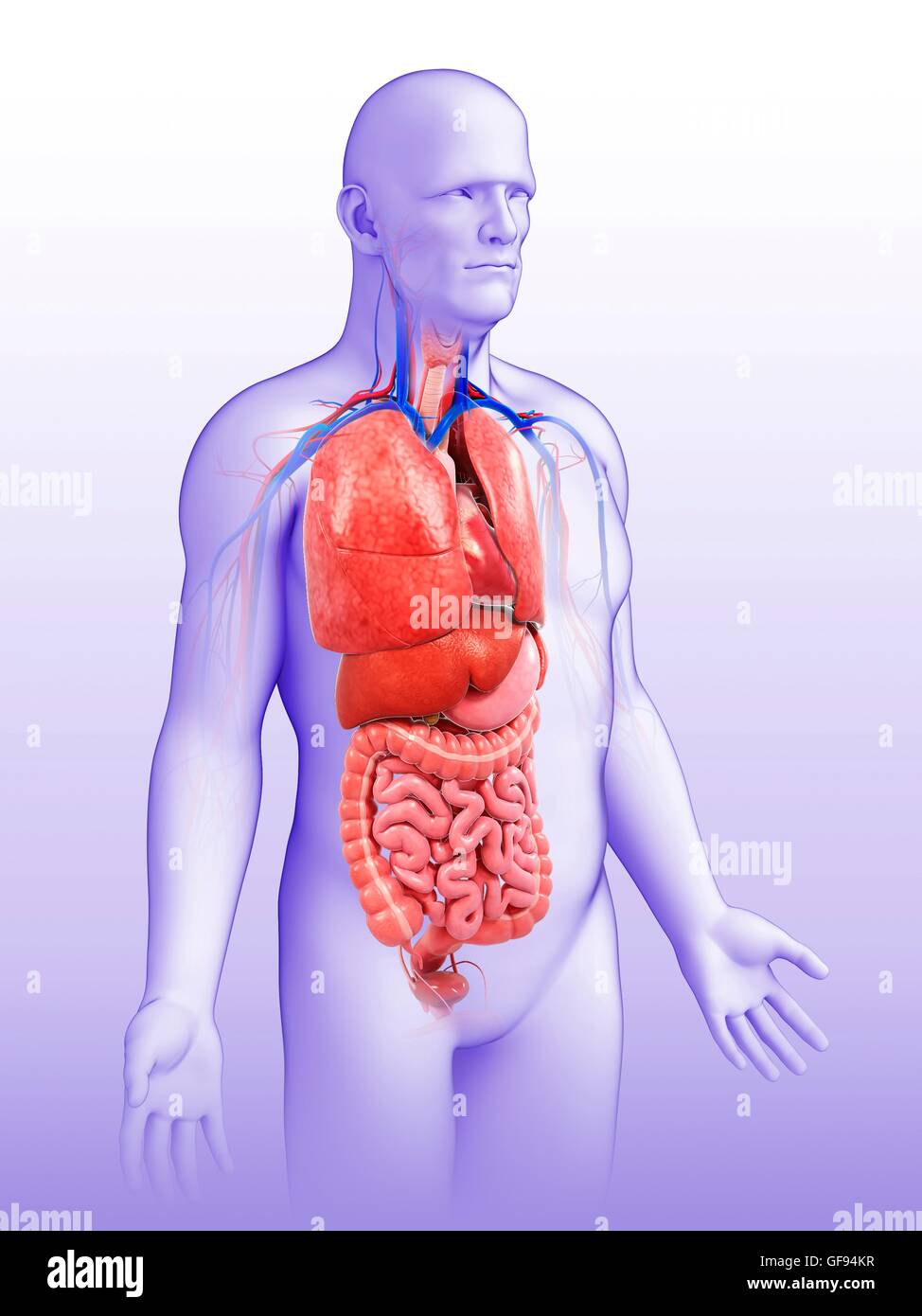 Illustration of male internal anatomy Stock Photo - Alamy