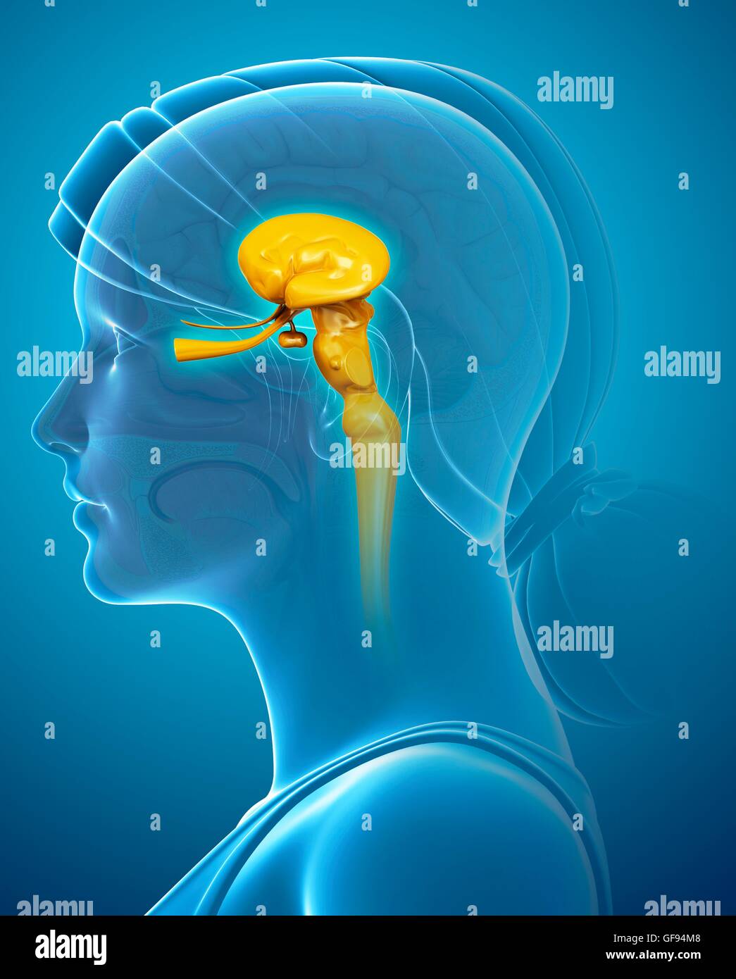 Midbrain hi-res stock photography and images - Alamy
