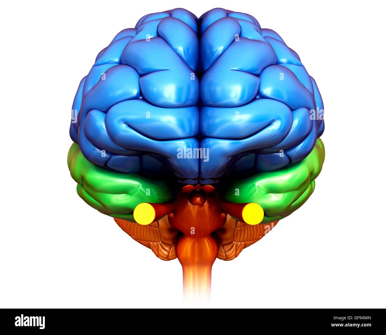 Illustration of human brain anatomy Stock Photo - Alamy