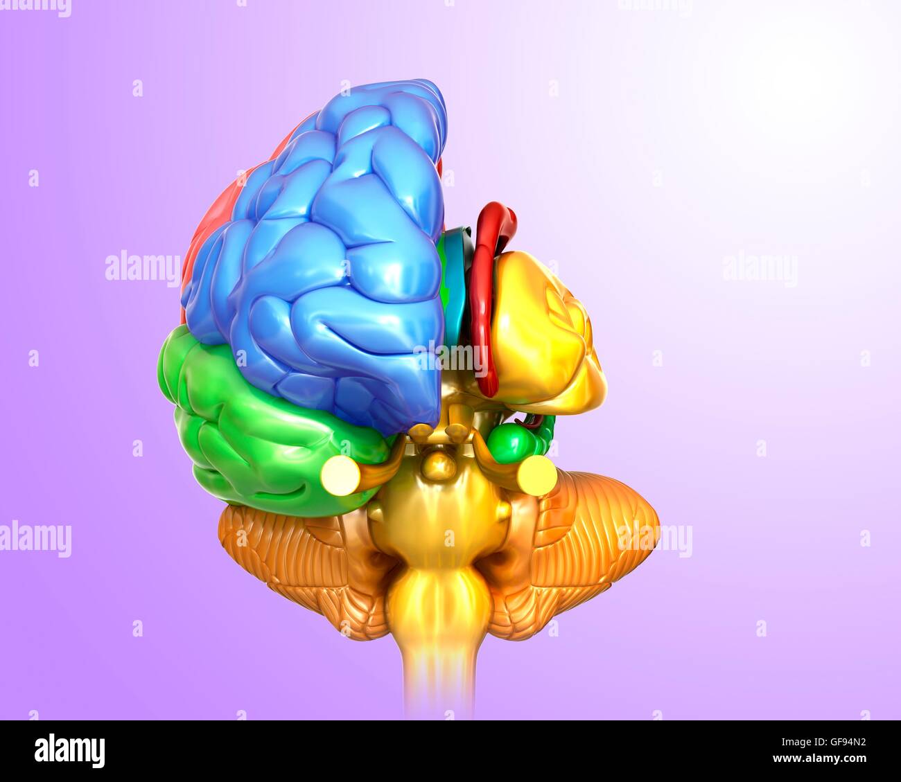 Illustration of human brain anatomy Stock Photo - Alamy