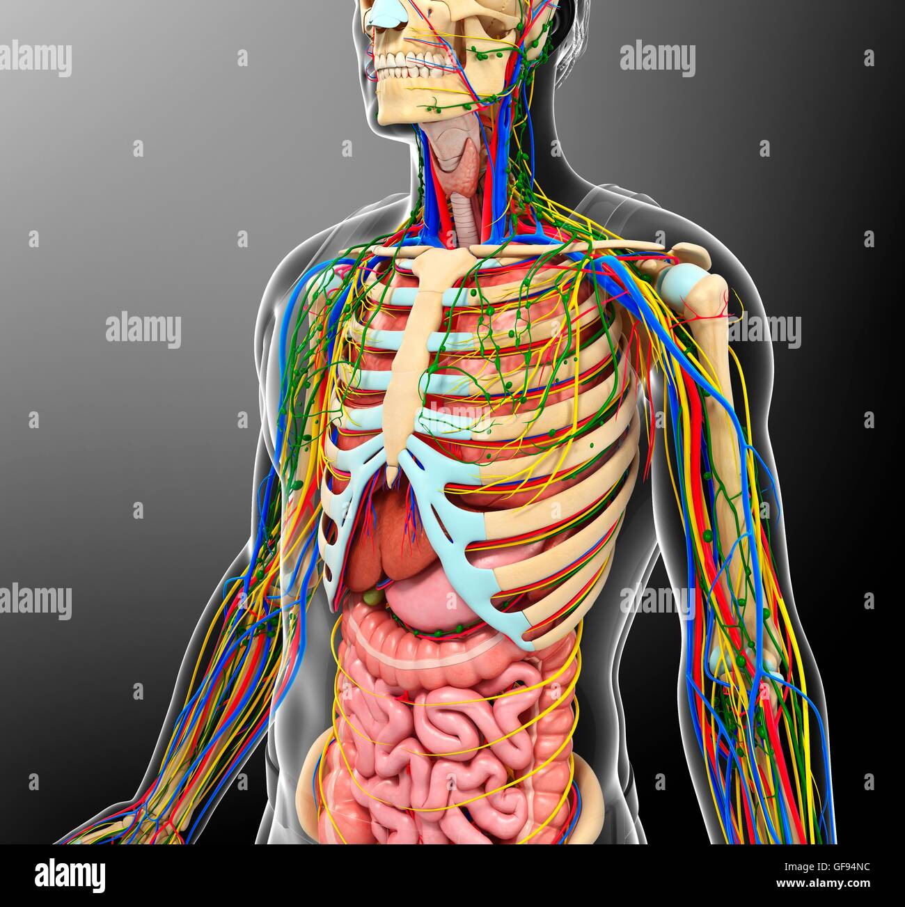 Illustration of male digestive and skeletal system Stock Photo - Alamy