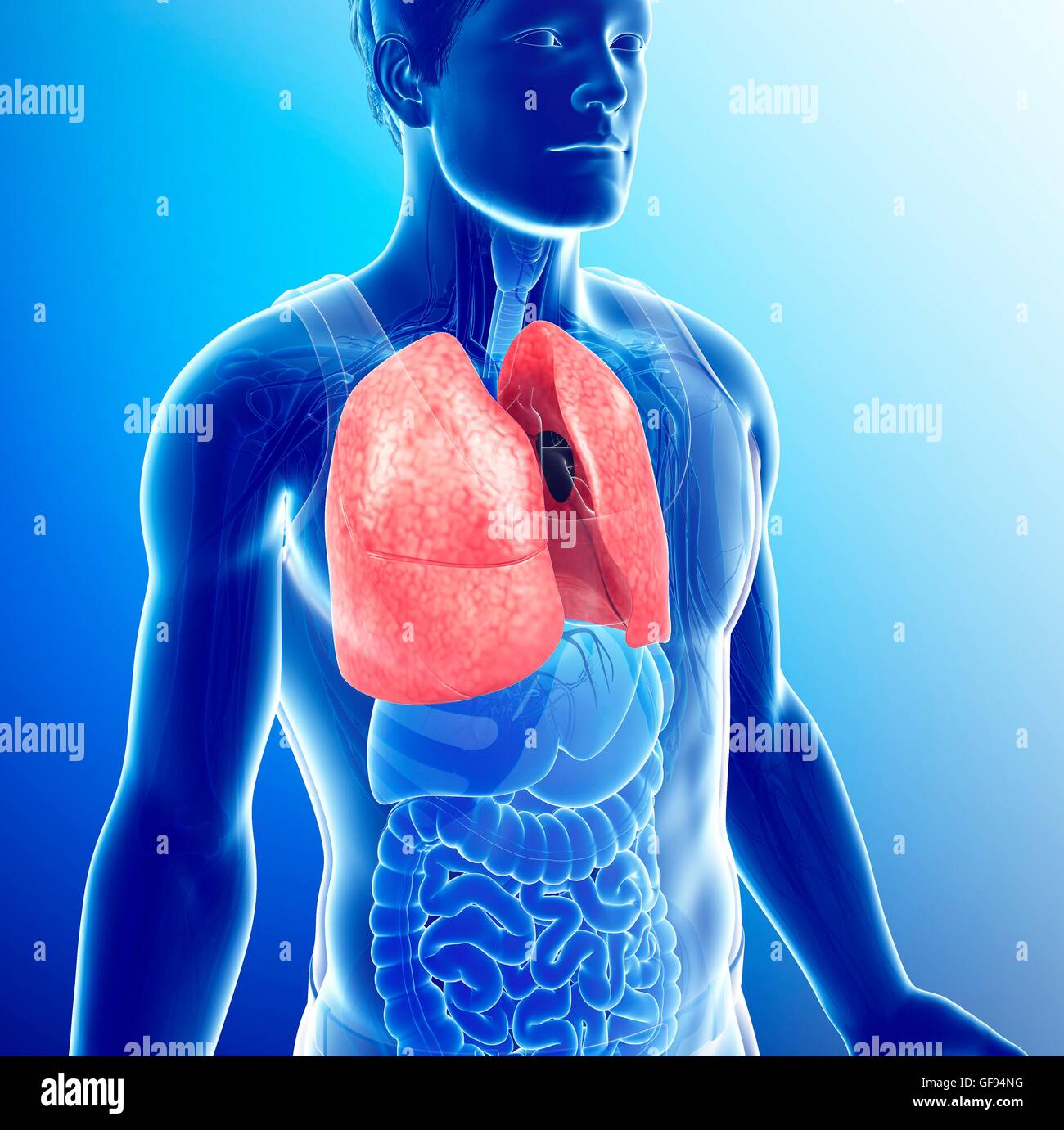 Illustration of male lungs Stock Photo - Alamy