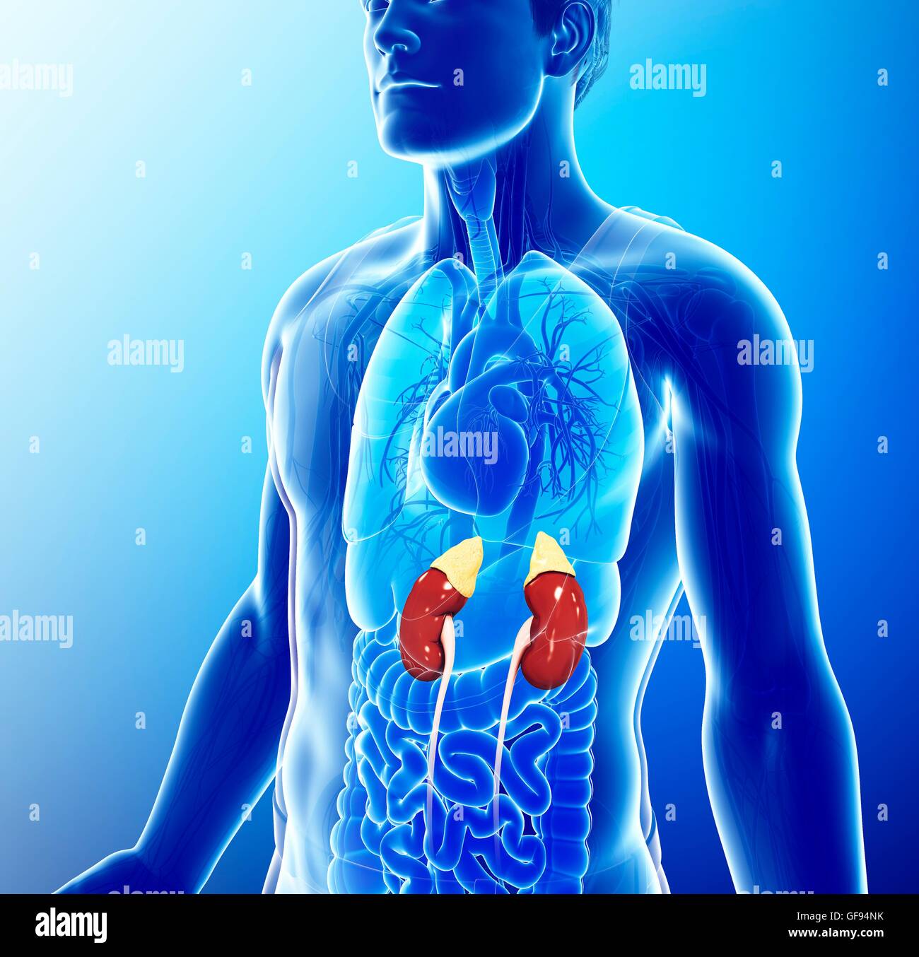Illustration of male kidneys Stock Photo - Alamy