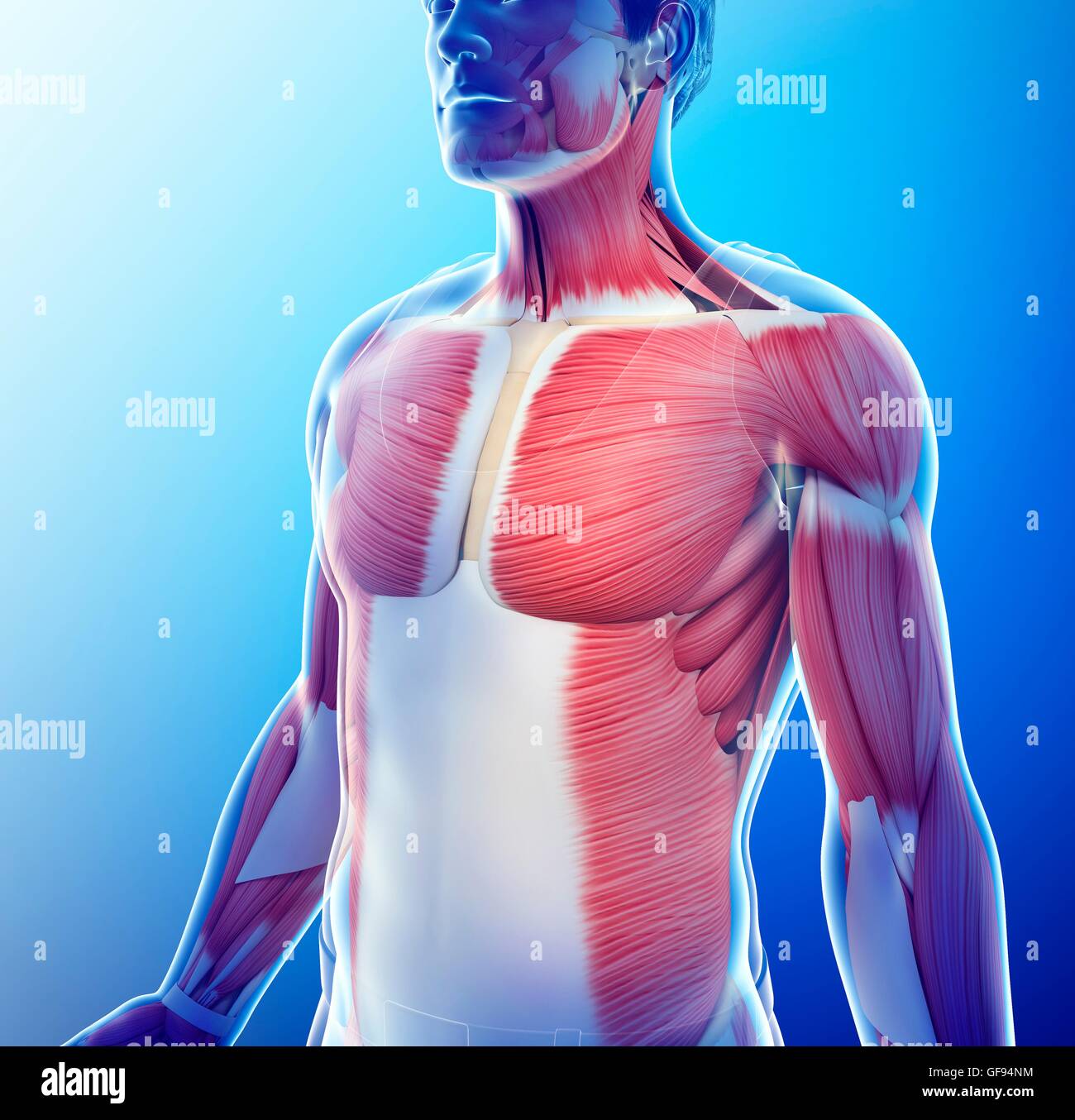 Illustration of male musculature Stock Photo - Alamy