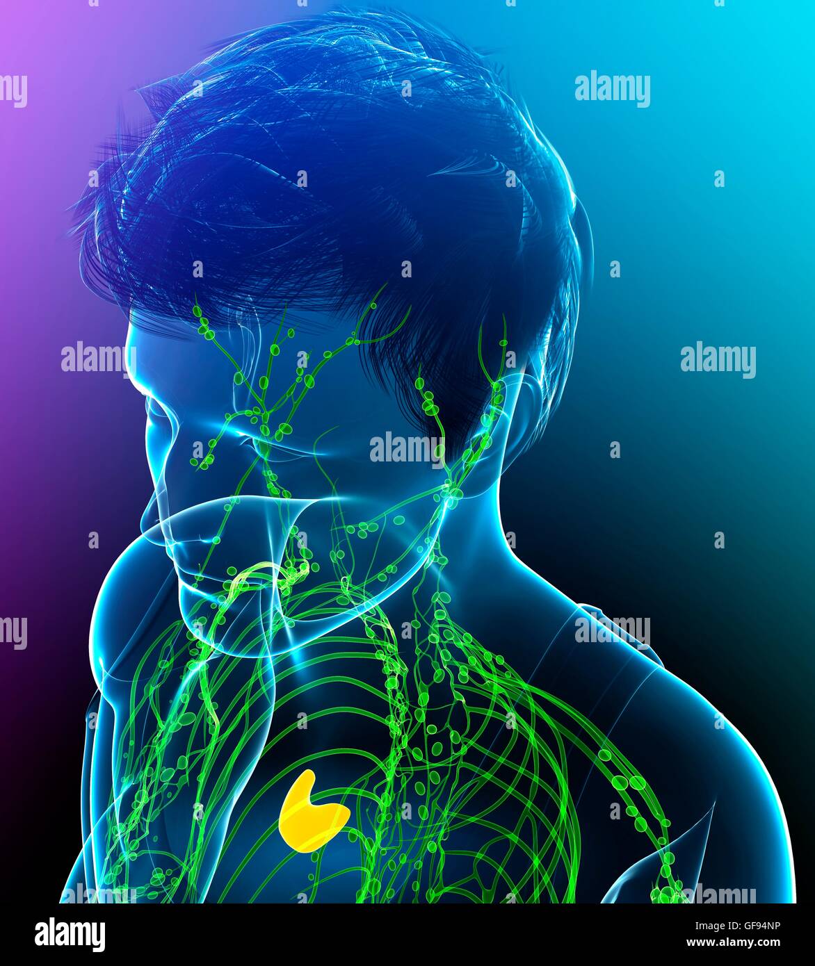 Illustration of male lymphatic system Stock Photo - Alamy