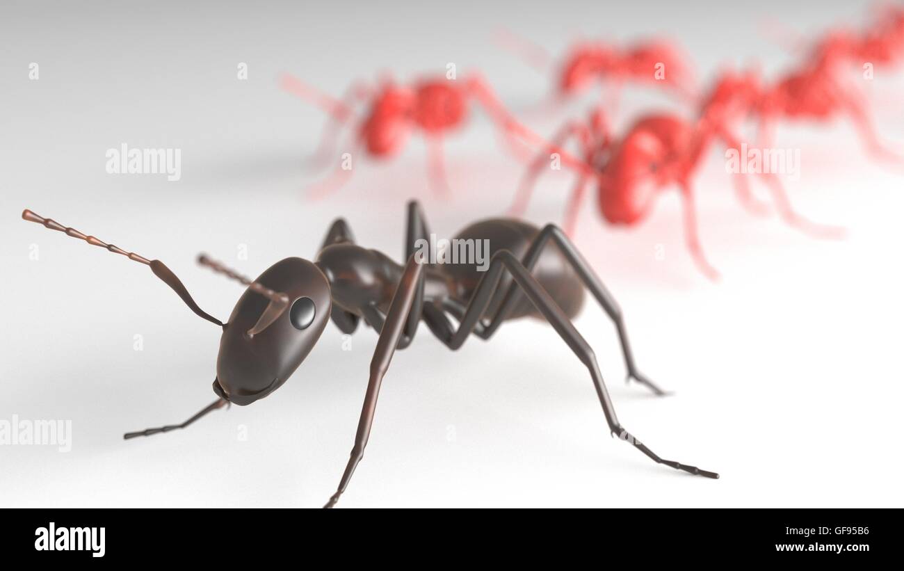 ant leading other ants in isolated area Stock Photo - Alamy