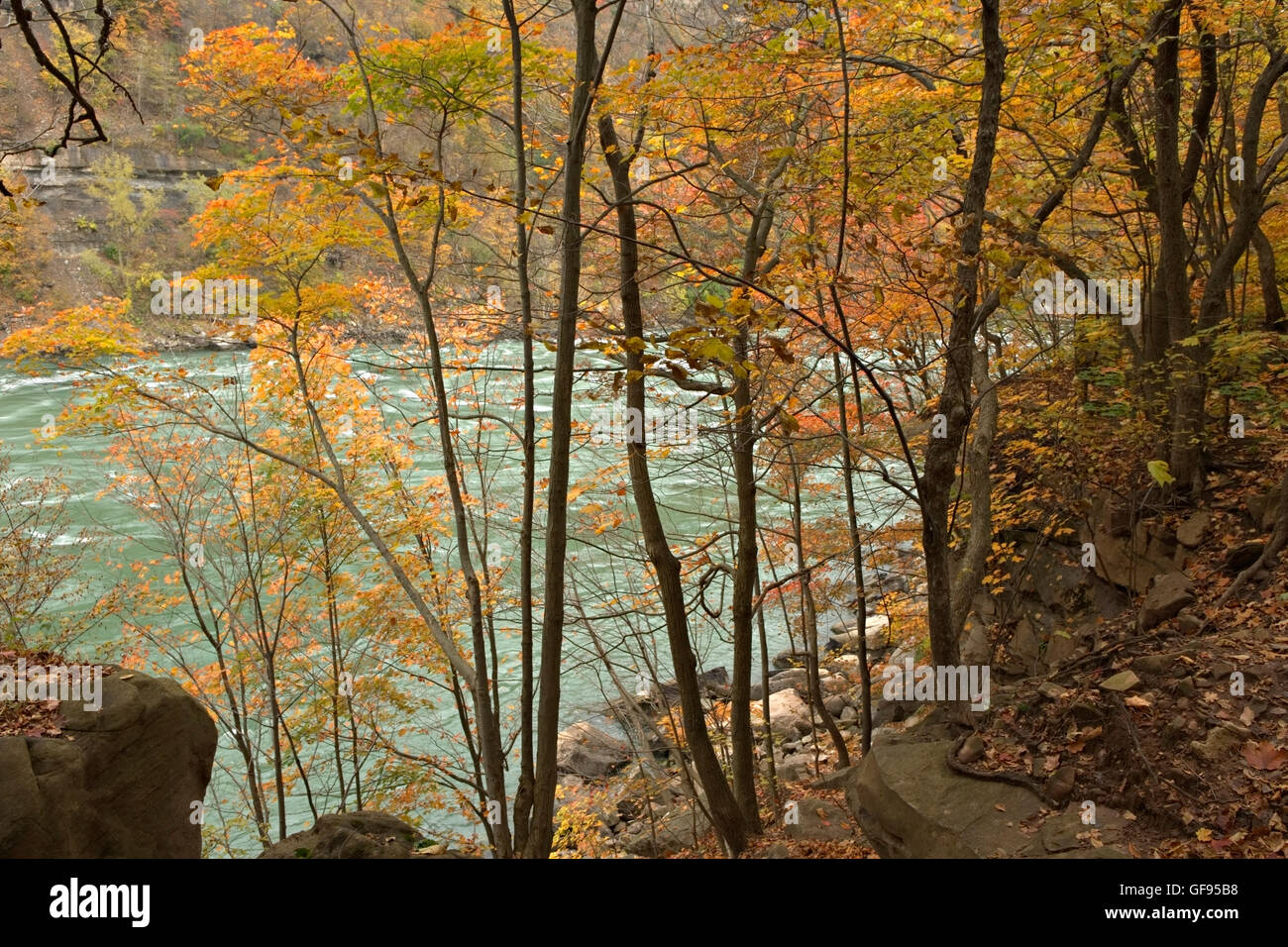 Niagara River canyon and forest Autumn Stock Photo - Alamy