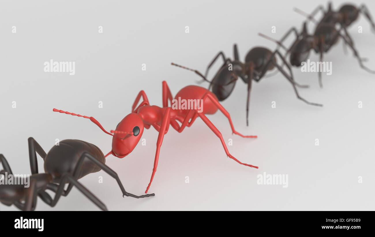 Red ant in line with black ants Stock Photo - Alamy