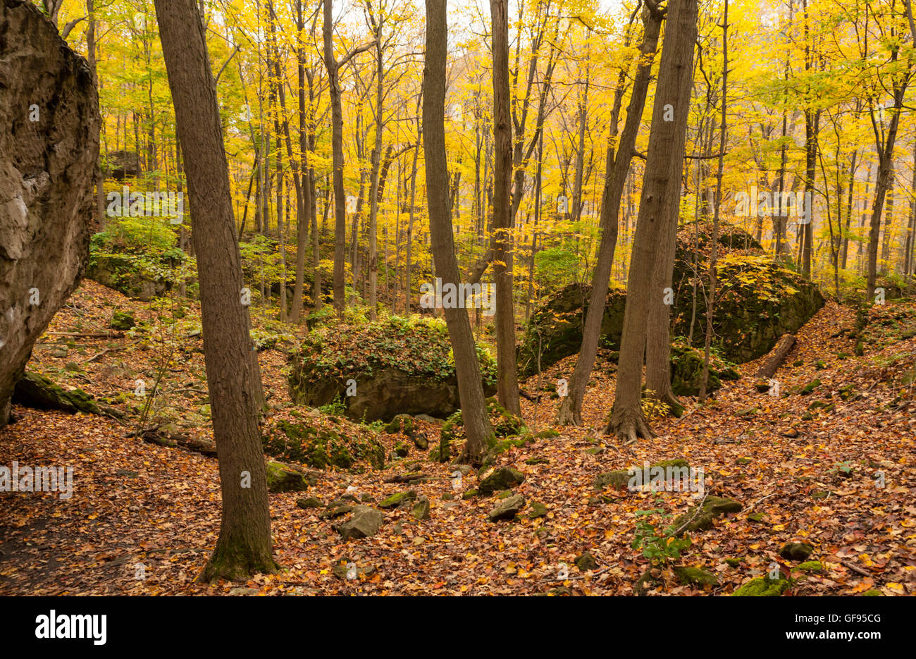 Niagara River canyon and forest Autumn Stock Photo - Alamy