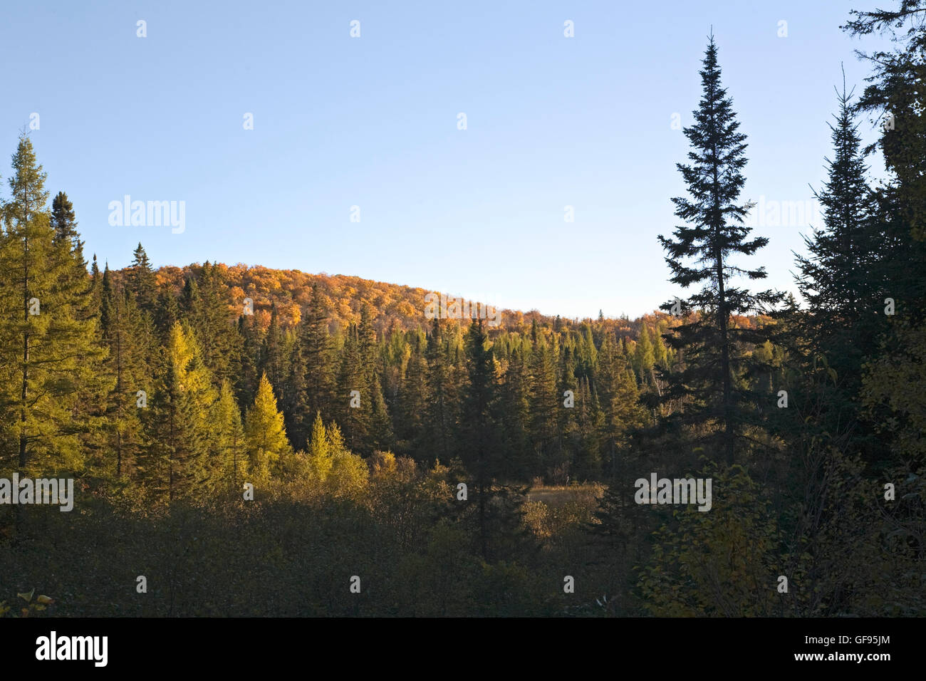Ontario autumn forest hi-res stock photography and images - Alamy