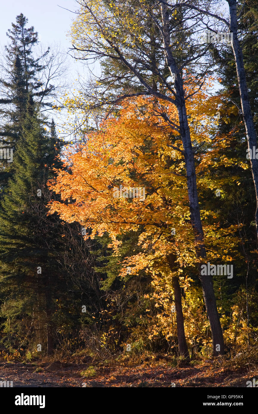 Ontario autumn forest hi-res stock photography and images - Alamy