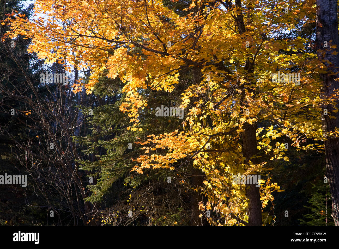 Ontario autumn forest hi-res stock photography and images - Alamy