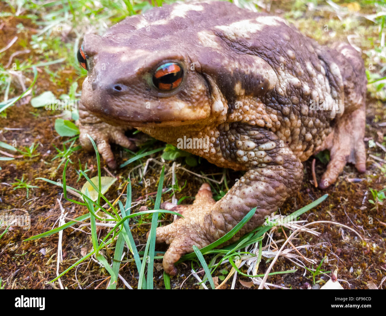 Common toad bufo in hi-res stock photography and images - Alamy