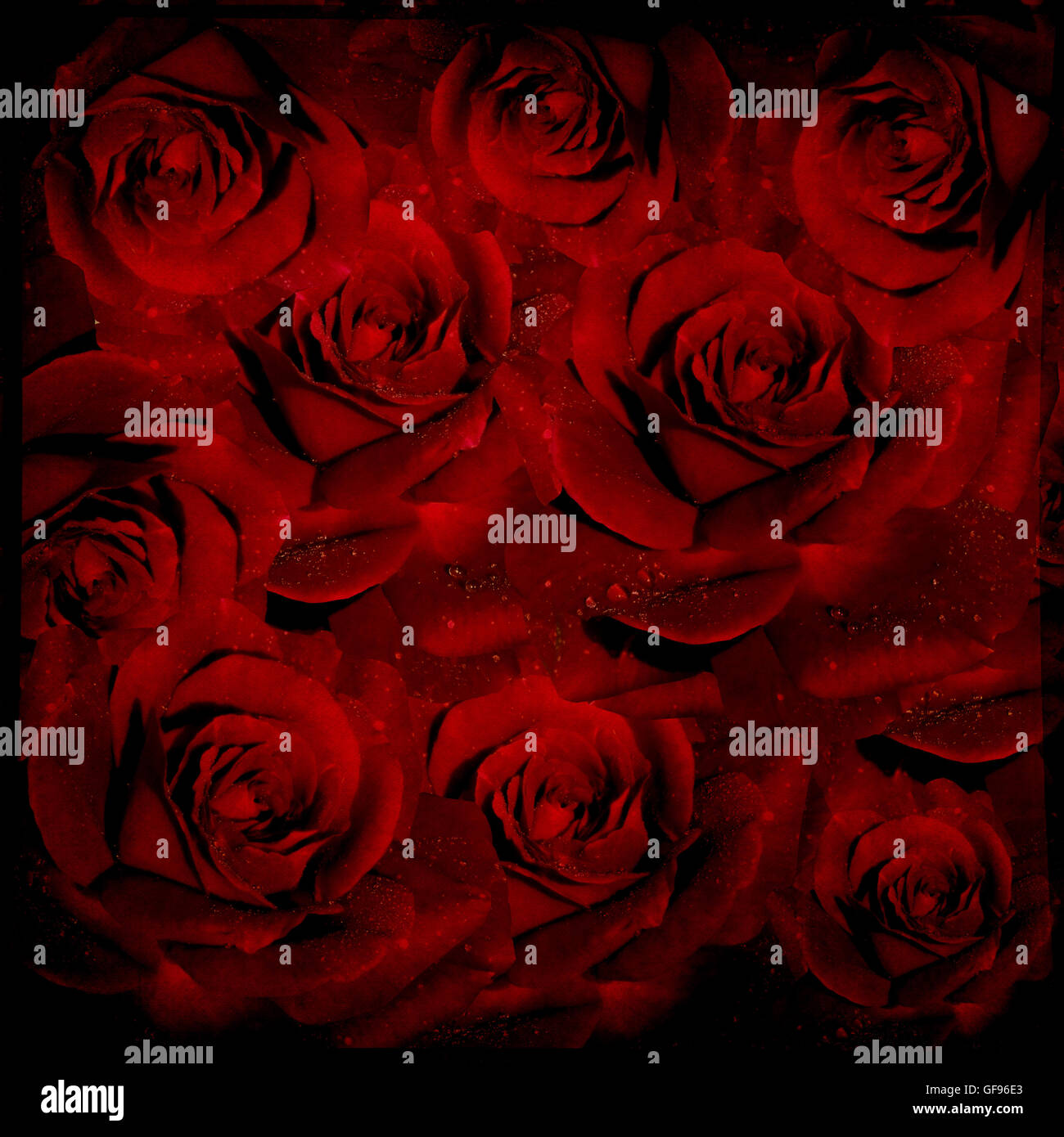 Red natural roses background Stock Photo - Alamy