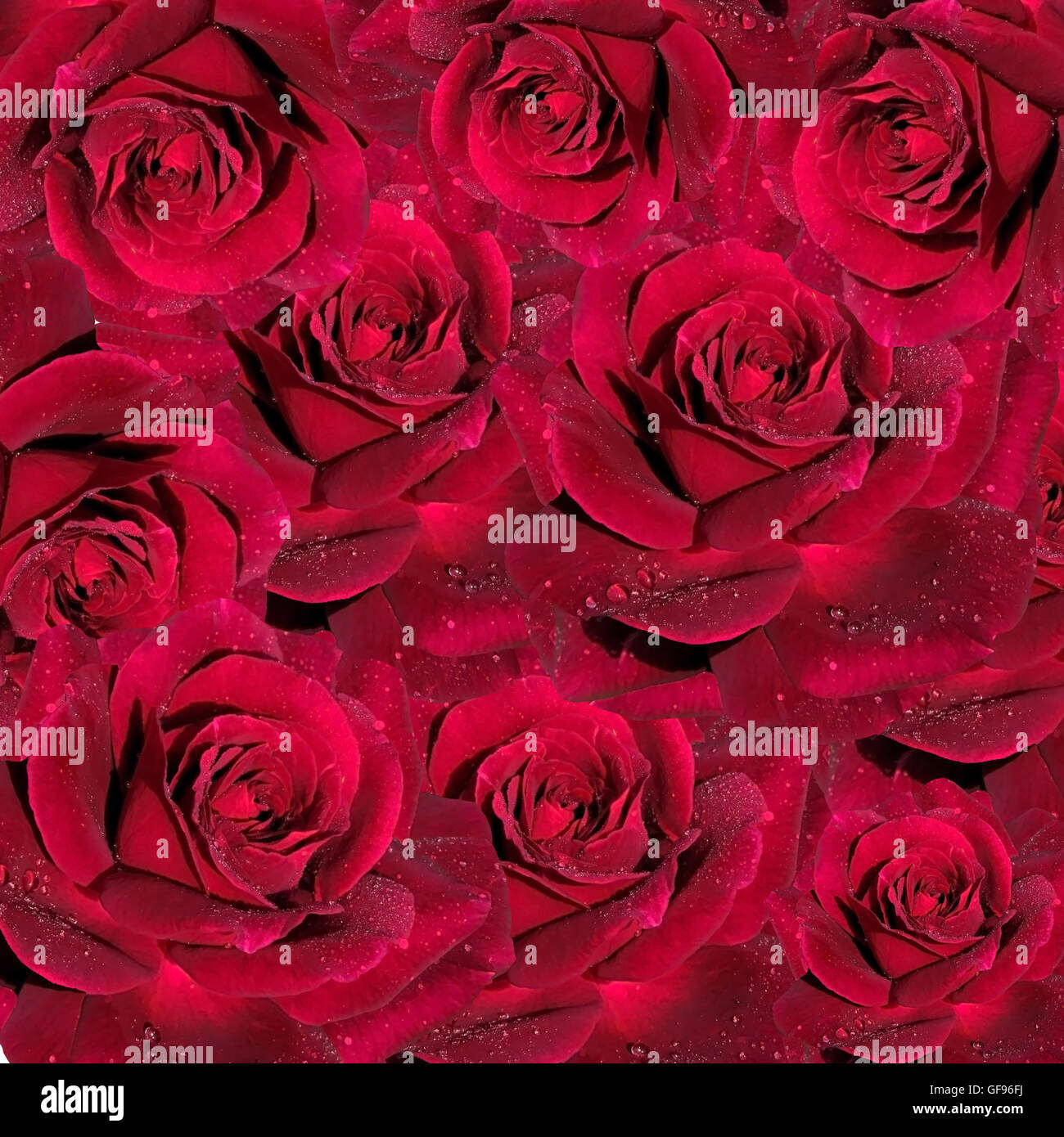 Red natural roses background Stock Photo - Alamy