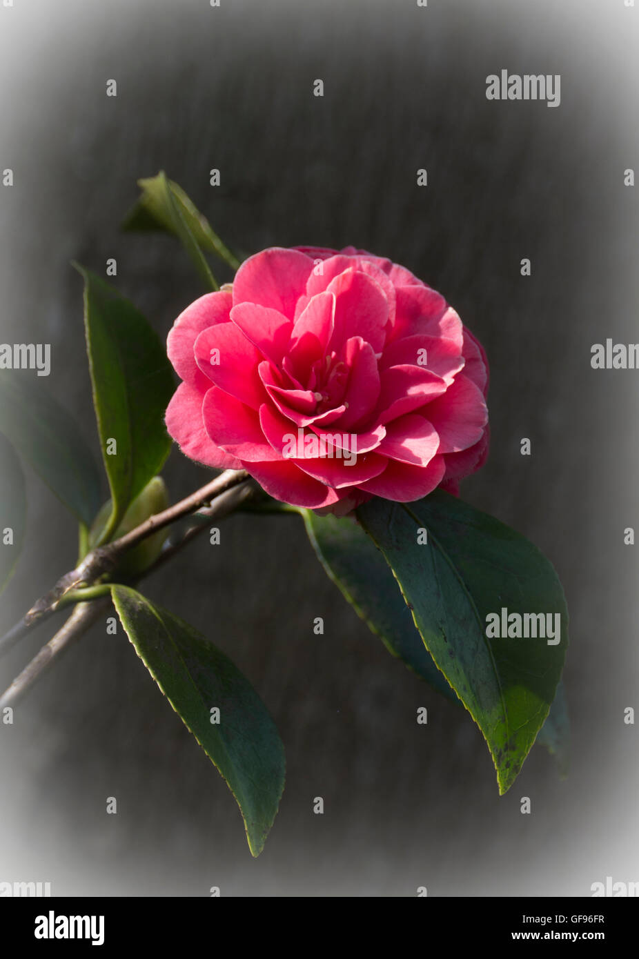 Single pink camellia hi-res stock photography and images - Alamy