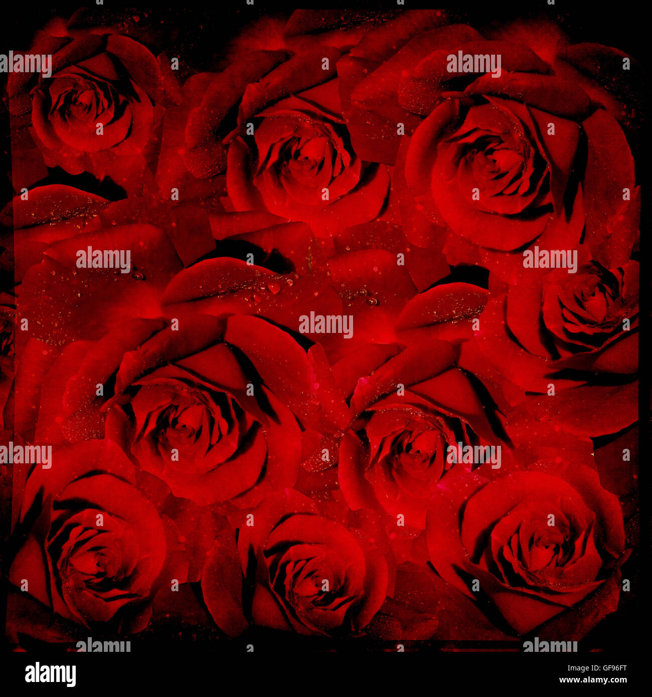 Red natural roses background Stock Photo - Alamy
